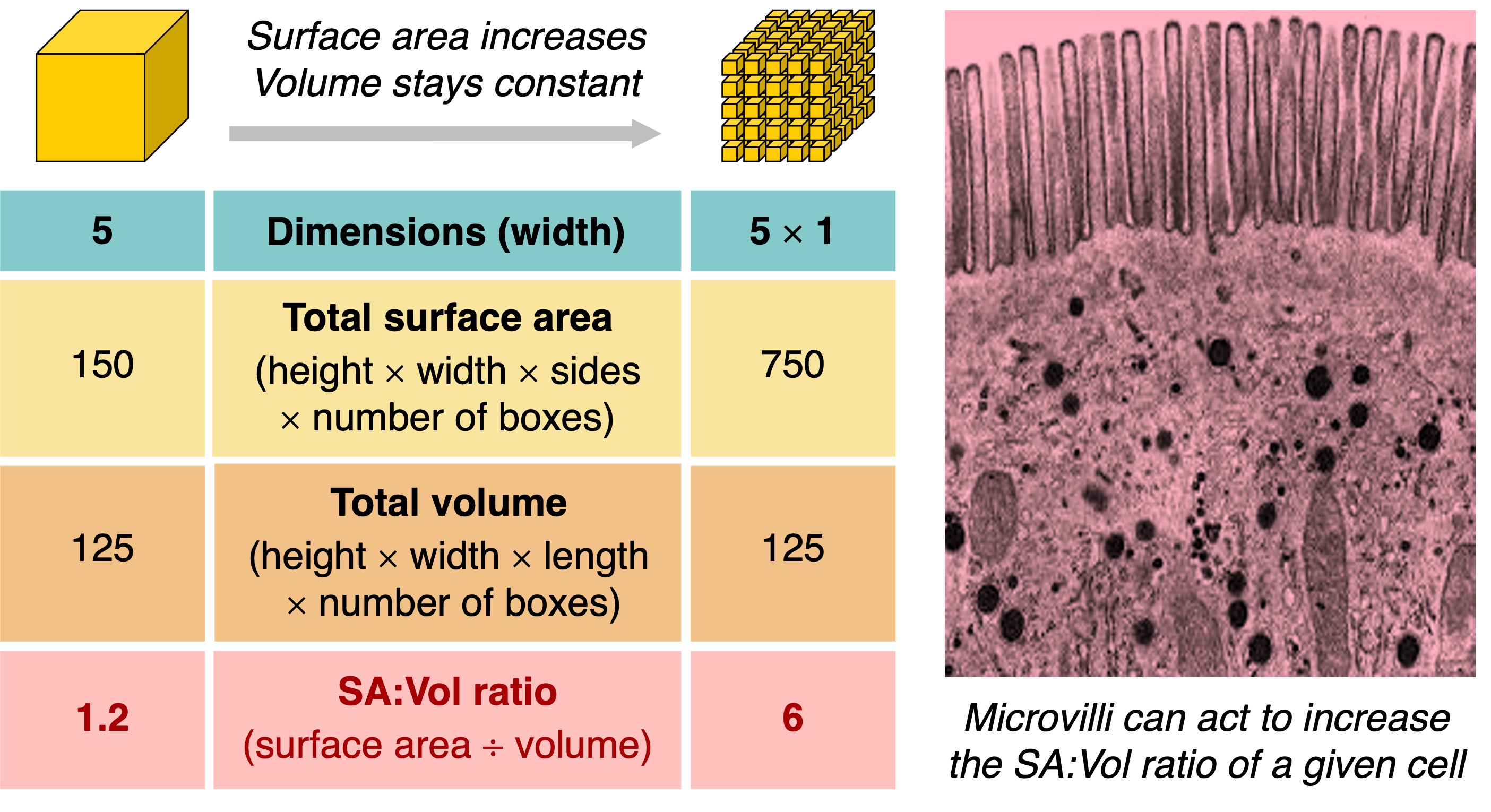 Cell Size